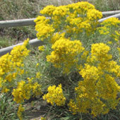 Seasonal Allergies - Advanced Allergy Therapeutics
